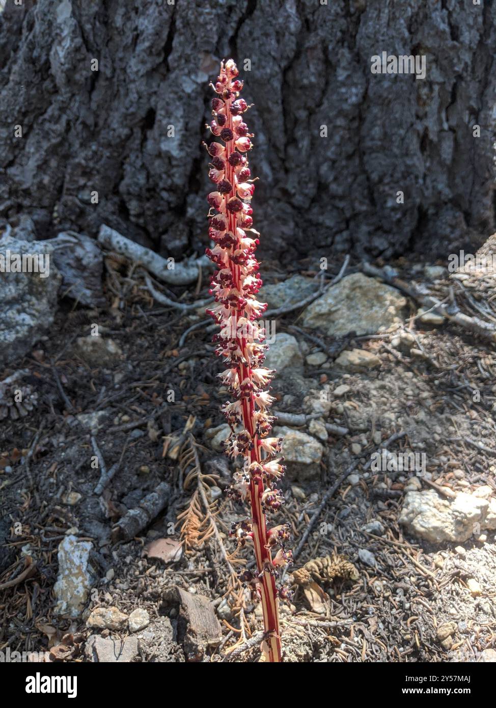 sugarstick (Allotropa virgata) Plantae Stock Photo - Alamy
