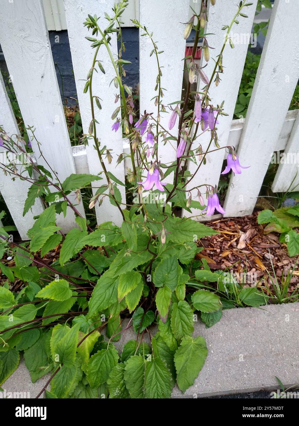 Creeping Bellflower (Campanula rapunculoides) Plantae Stock Photo - Alamy