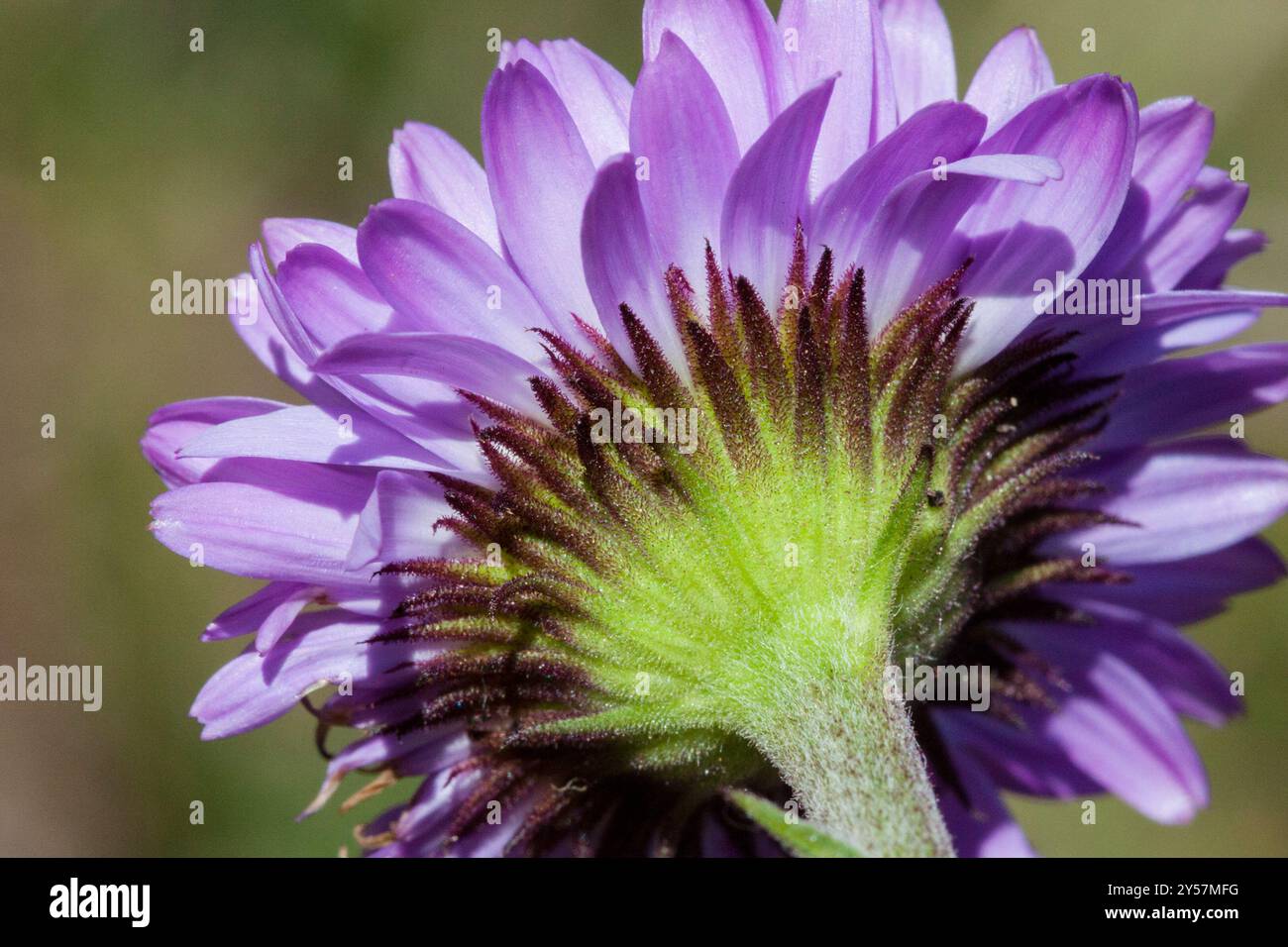 Subalpine Fleabane (Erigeron glacialis) Plantae Stock Photo - Alamy