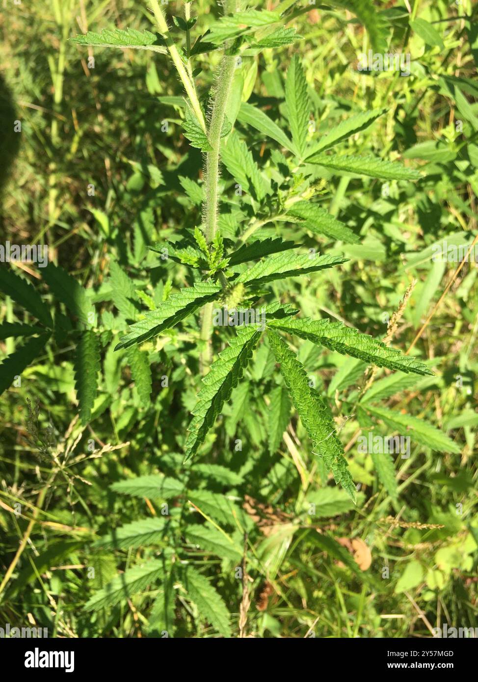 swamp agrimony (Agrimonia parviflora) Plantae Stock Photo - Alamy