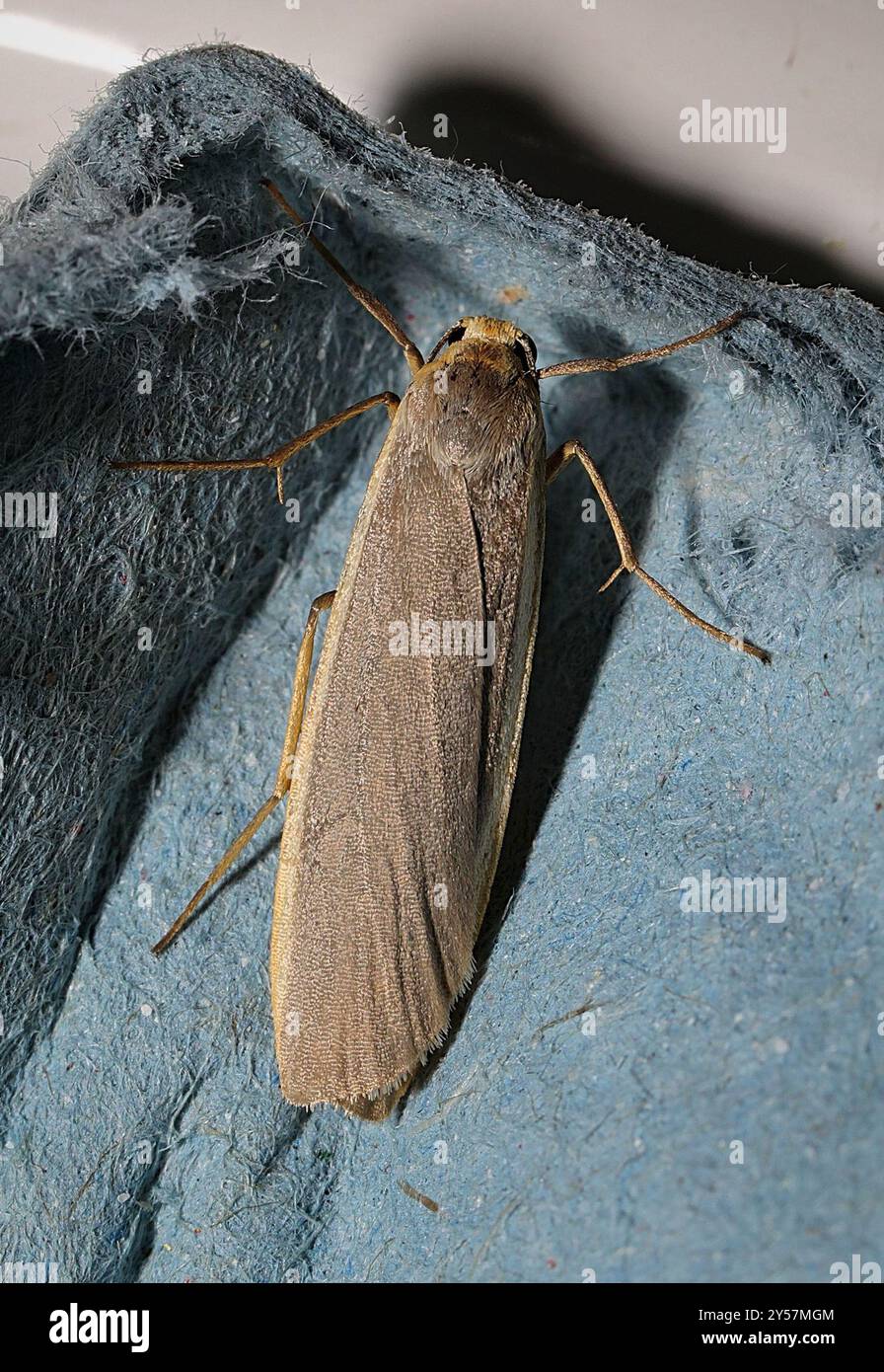 Common Footman (Eilema lurideola) Insecta Stock Photo - Alamy