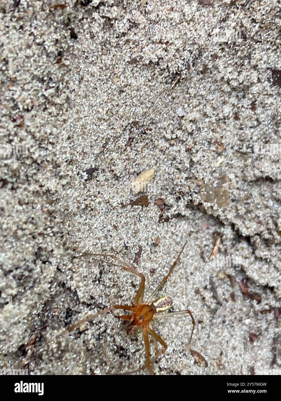 Sheetweb Spiders (Linyphia) Arachnida Stock Photo - Alamy