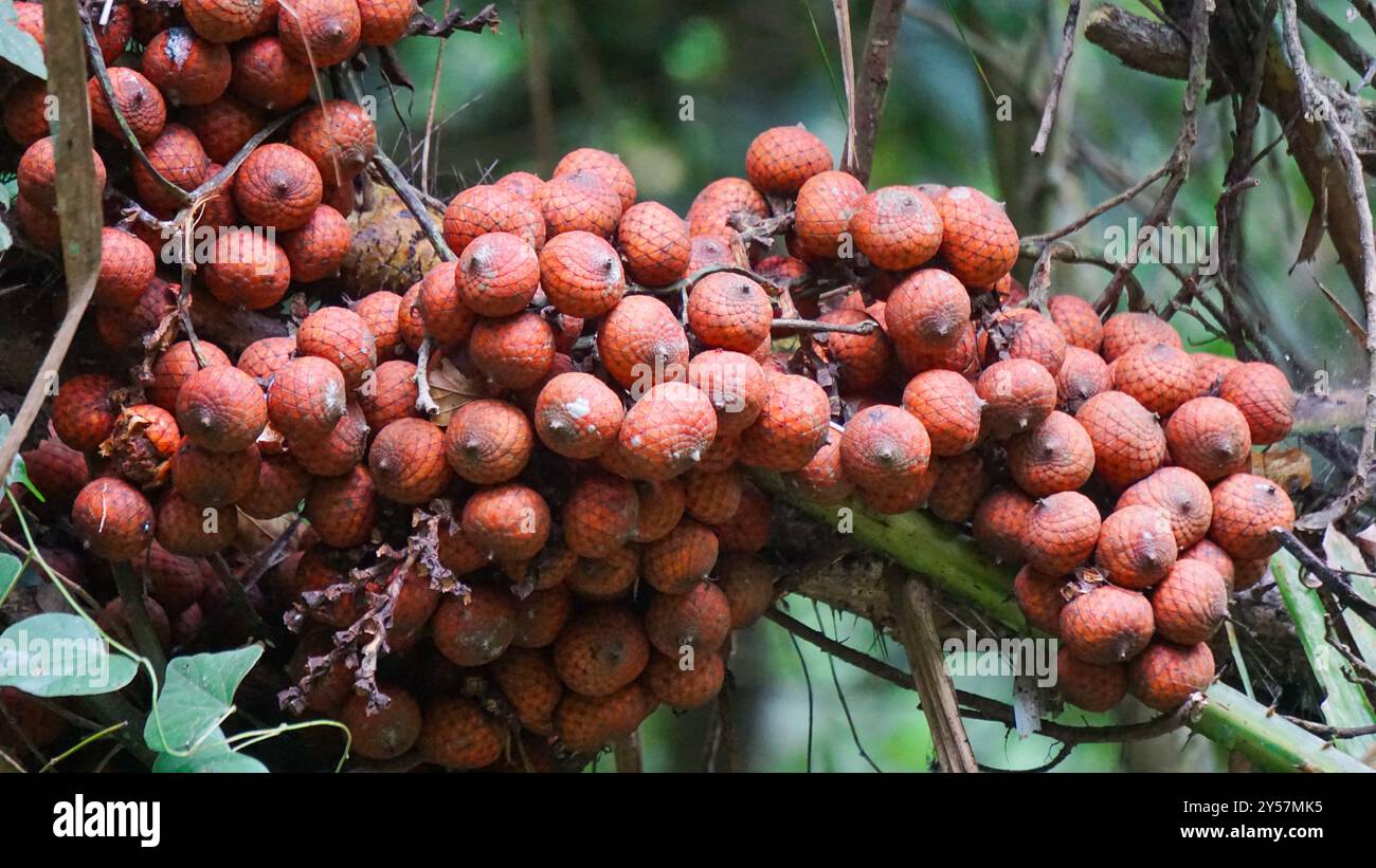 Rattan fruit (Manau, hoe, jernang, buah ular, Littuko) on the tree. The ...