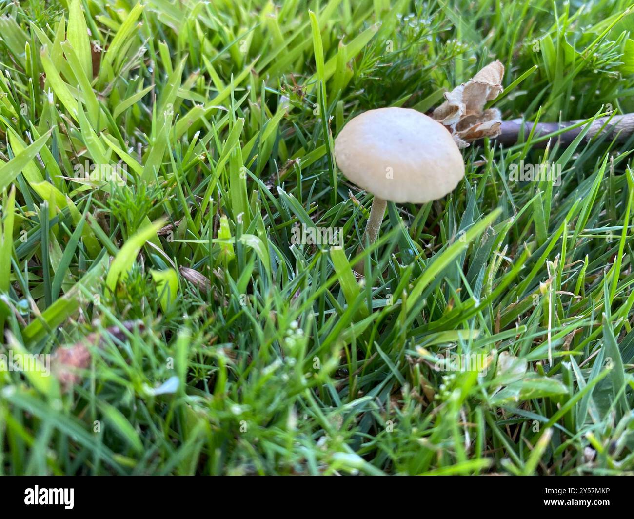 Common Fieldcap (Agrocybe pediades) Fungi Stock Photo - Alamy