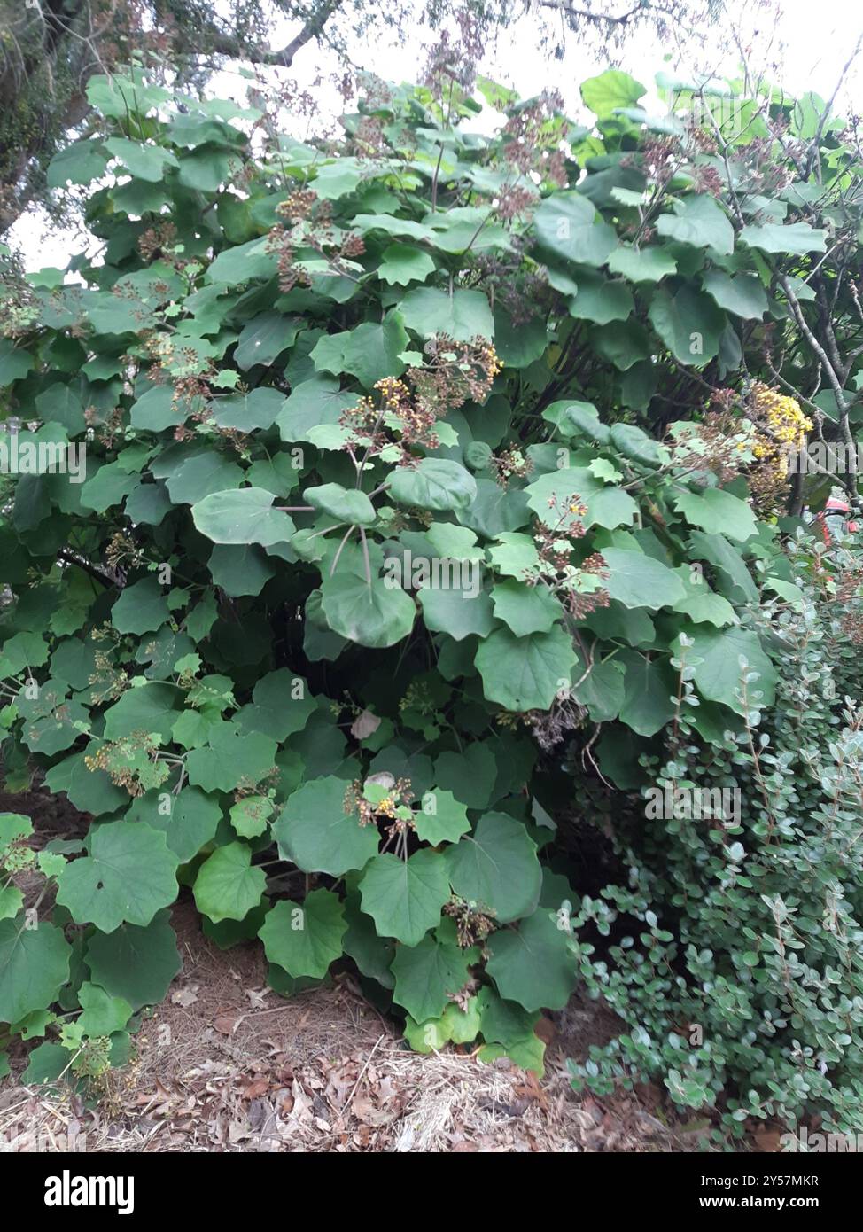 velvet groundsel (Roldana petasitis) Plantae Stock Photo - Alamy