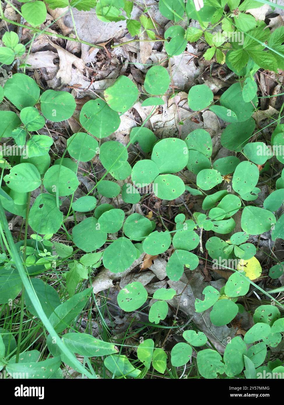 Round-leaved Trailing Tick-trefoil (Desmodium rotundifolium) Plantae ...