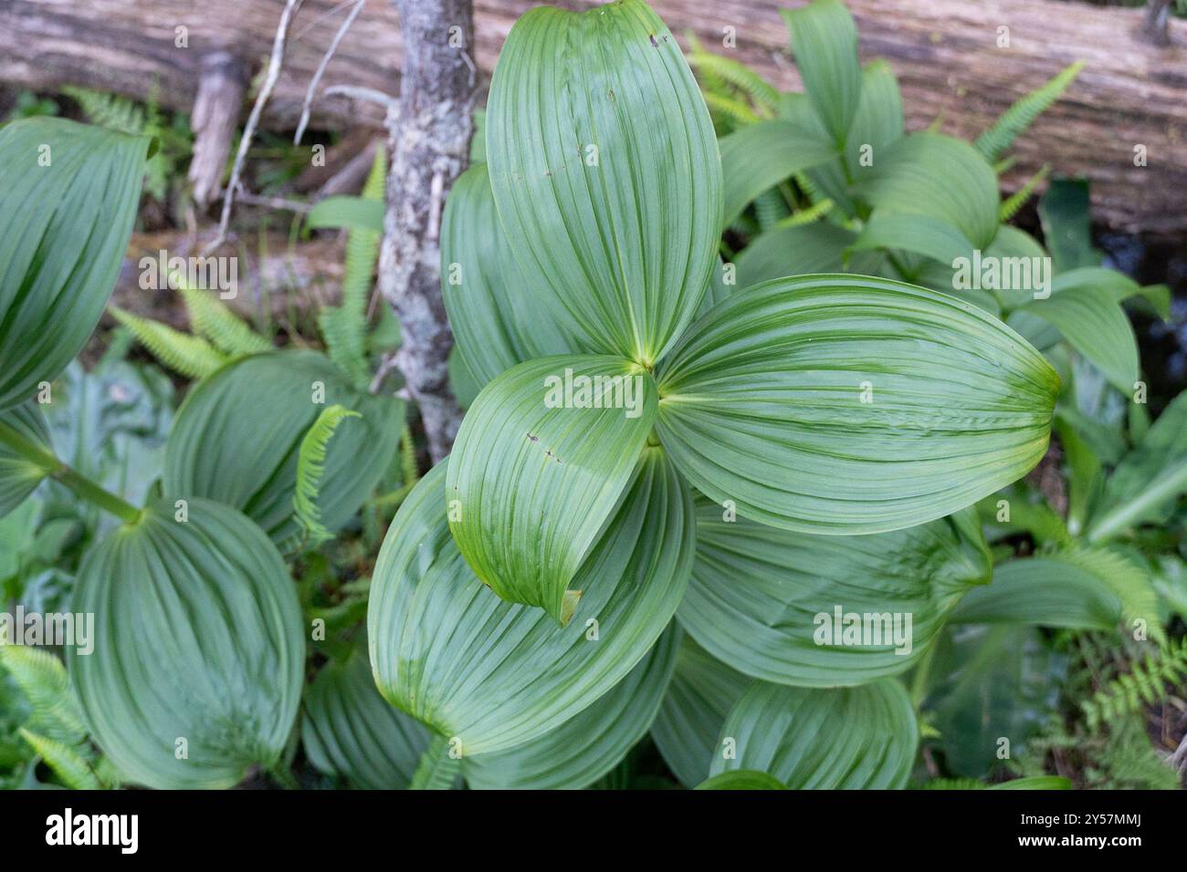 green false hellebore (Veratrum viride) Plantae Stock Photo - Alamy