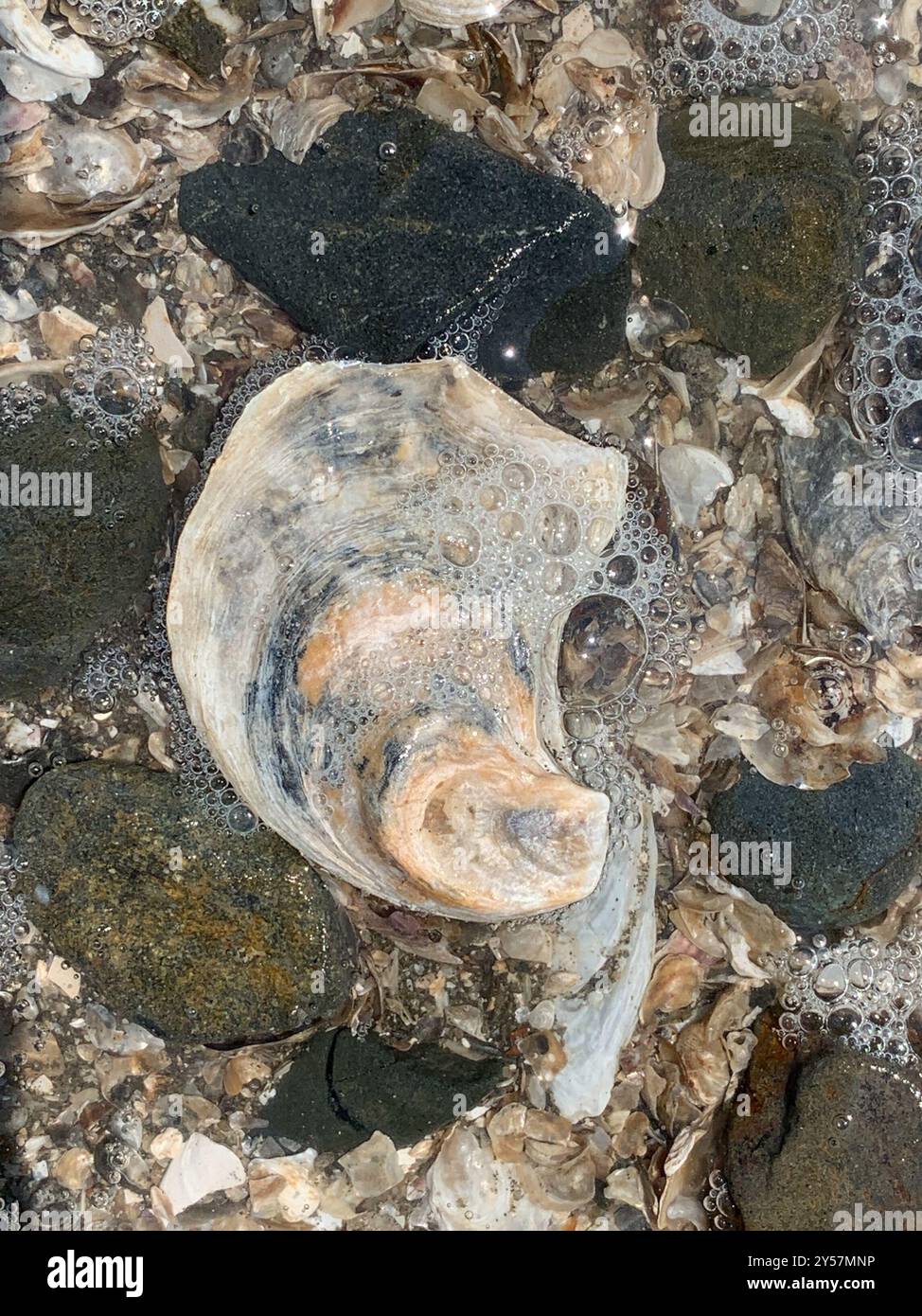 Eastern Oyster (Crassostrea virginica) Mollusca Stock Photo - Alamy
