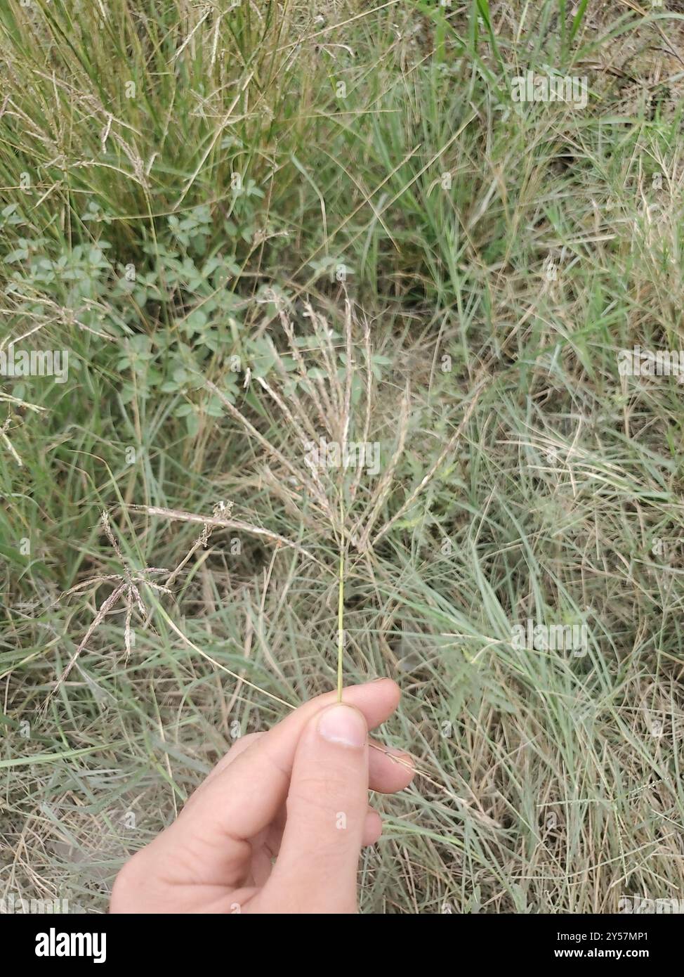 King Ranch bluestem (Bothriochloa ischaemum) Plantae Stock Photo - Alamy