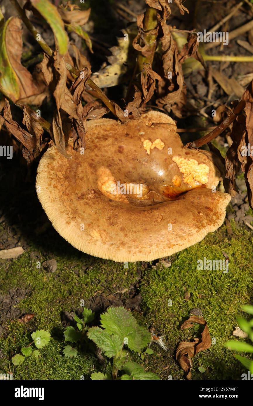 Brown Roll-Rim (Paxillus involutus) Fungi Stock Photo - Alamy