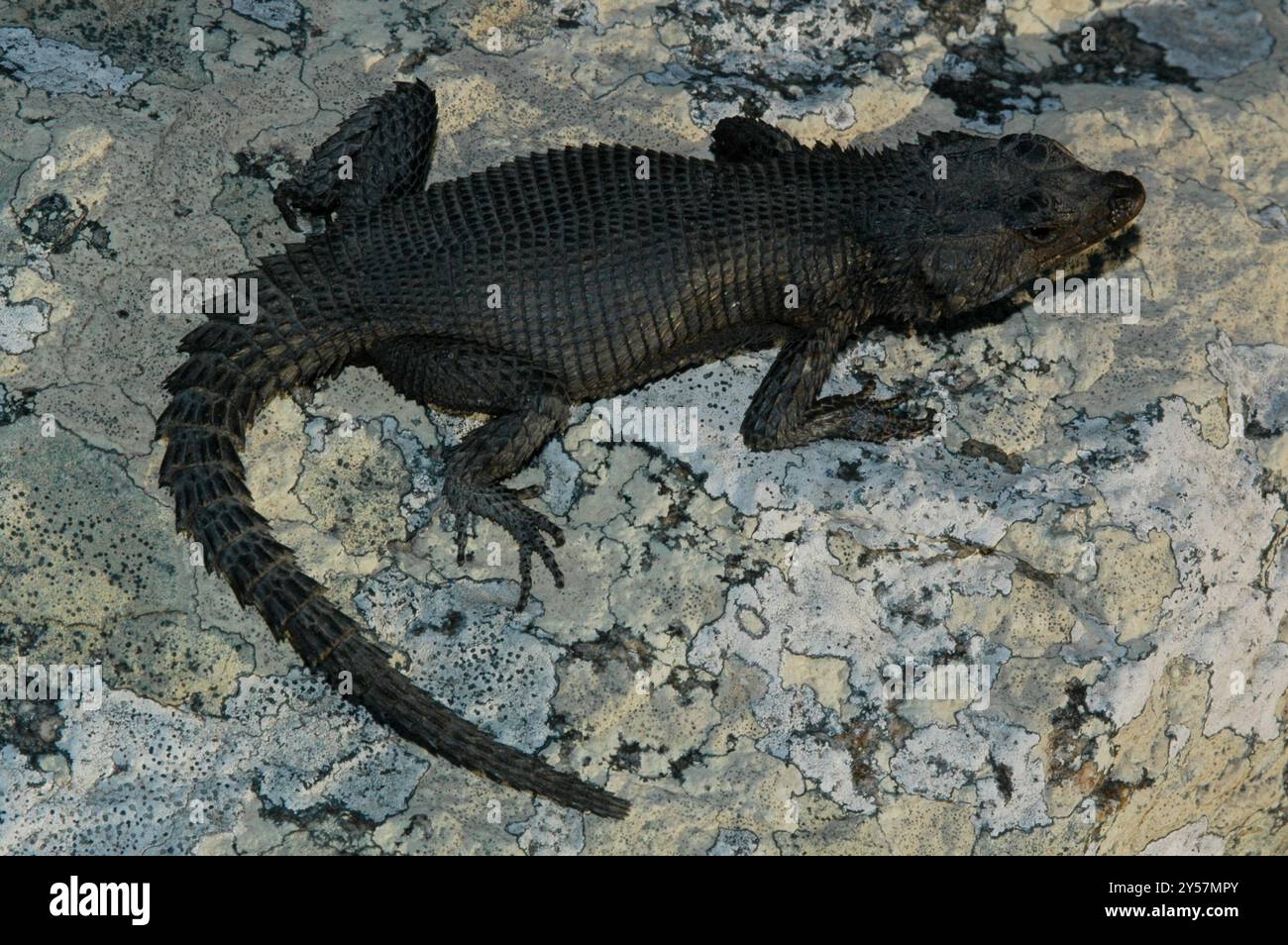 Karoo Girdled Lizard (Karusasaurus polyzonus) Reptilia Stock Photo - Alamy