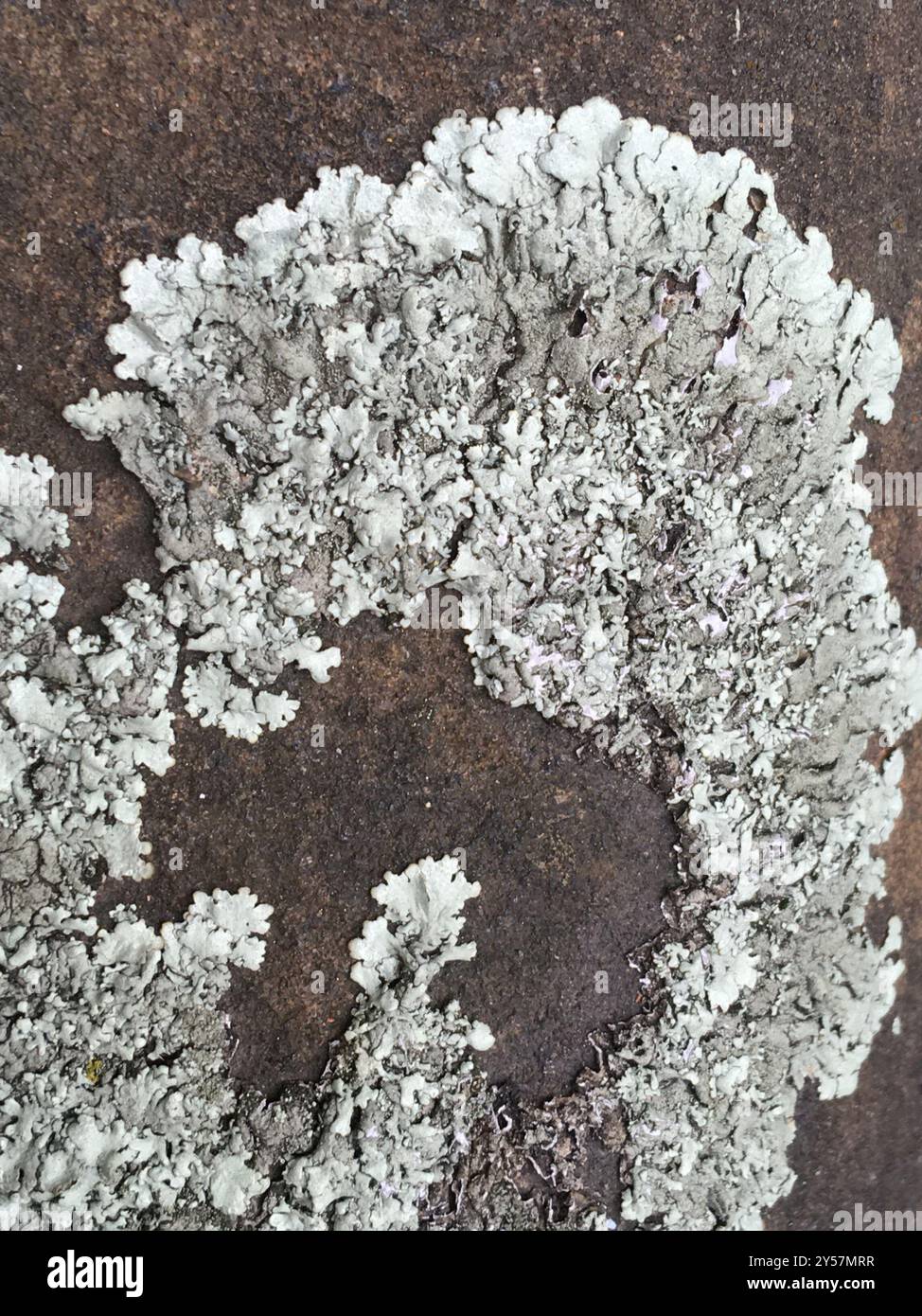 typical shield lichens (Parmelioideae) Fungi Stock Photo - Alamy