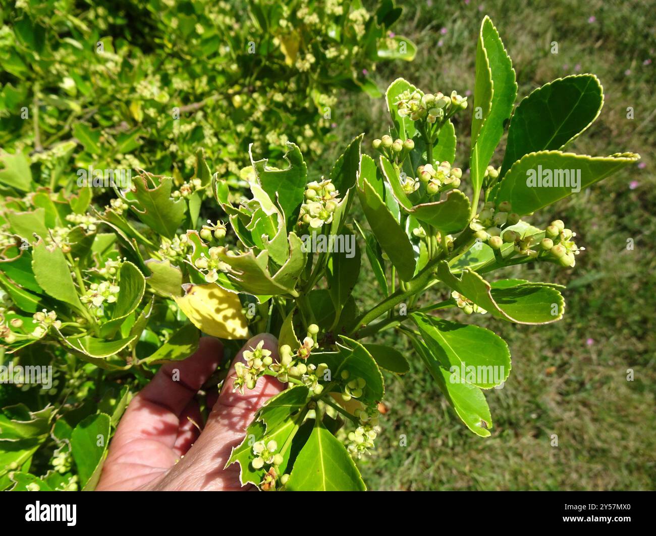 New Zealand Broadleaf (Griselinia littoralis) Plantae Stock Photo - Alamy