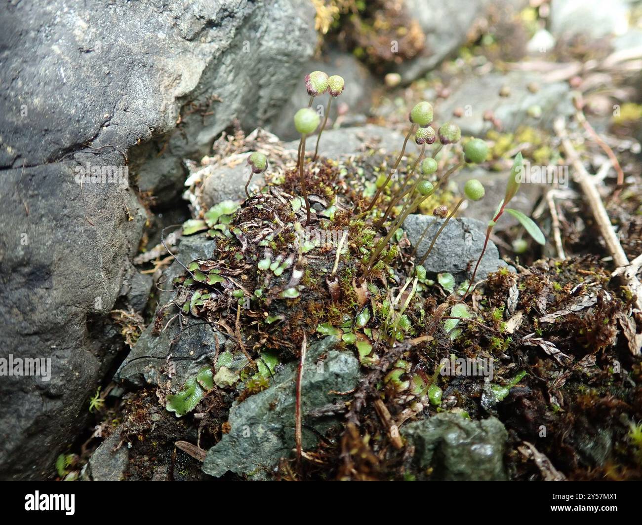 Thin Starwort (Mannia gracilis) Plantae Stock Photo - Alamy
