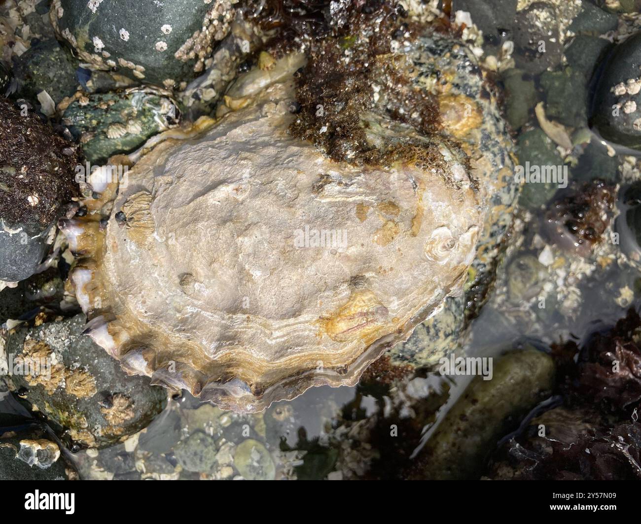 Pacific Oyster (Magallana gigas) Mollusca Stock Photo - Alamy
