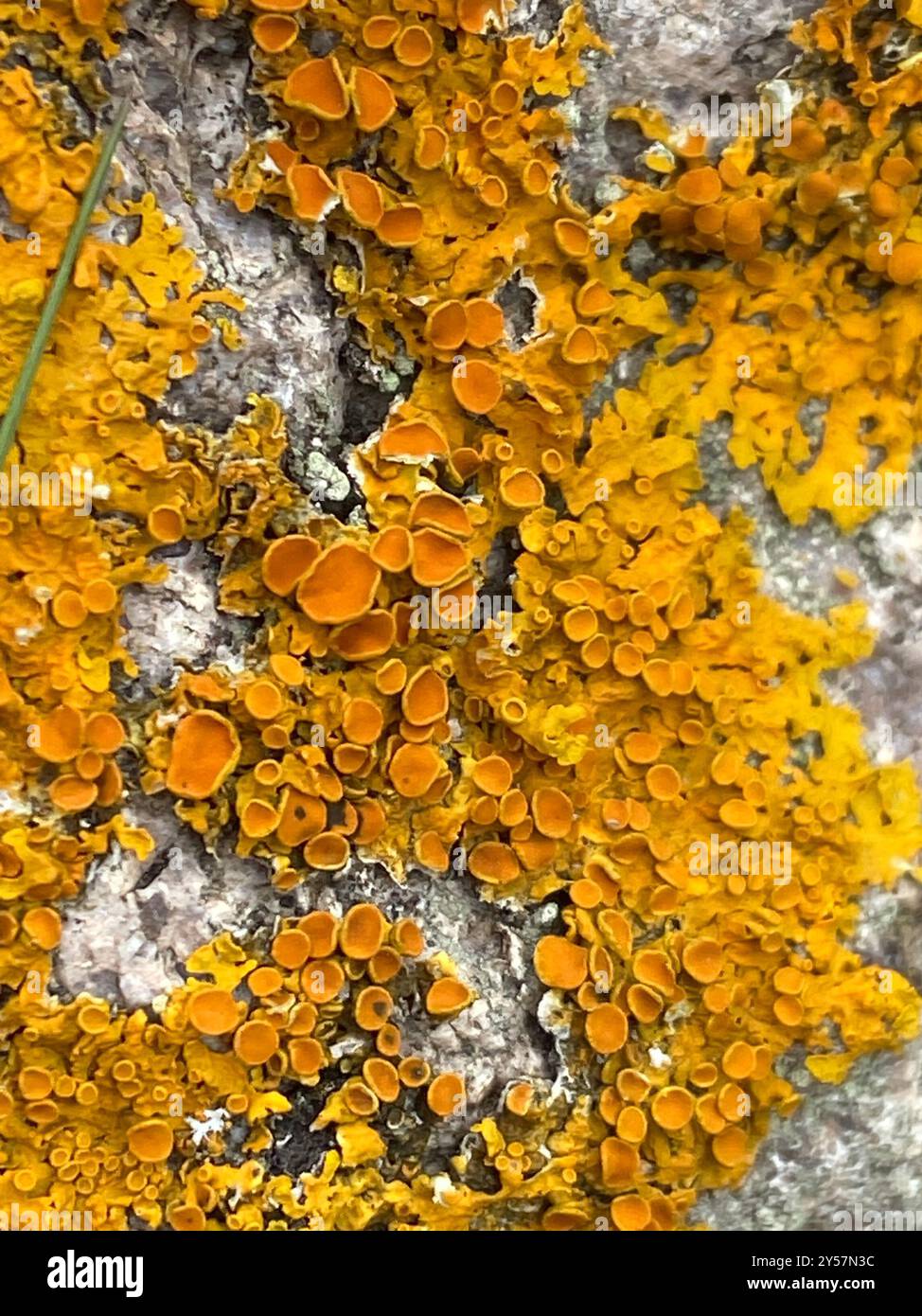 Common Sunburst Lichen (Xanthoria parietina) Fungi Stock Photo - Alamy