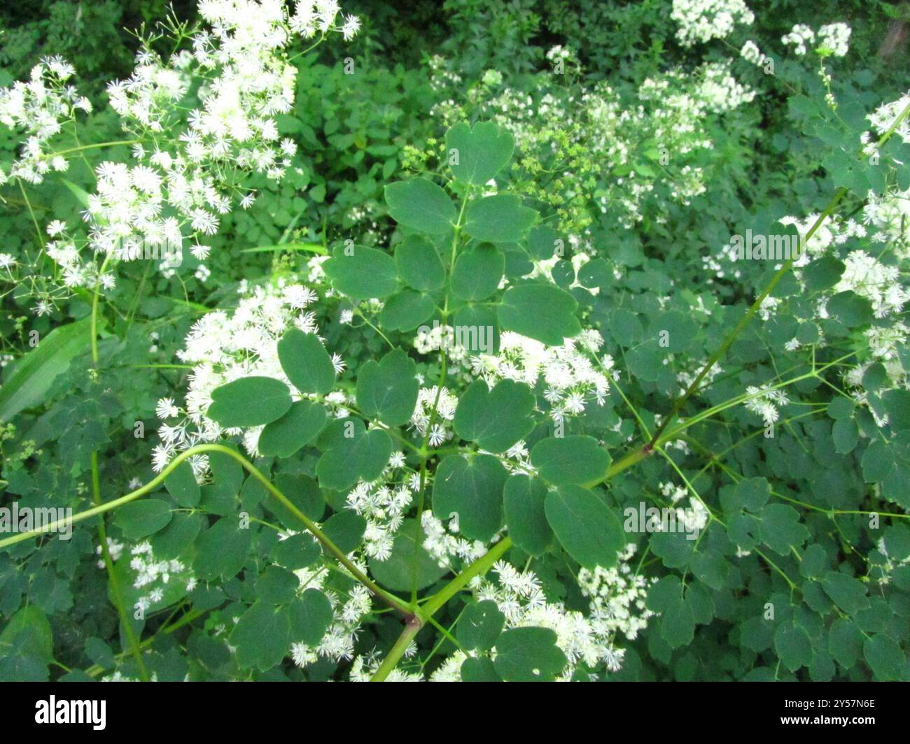 tall meadow-rue (Thalictrum pubescens) Plantae Stock Photo - Alamy