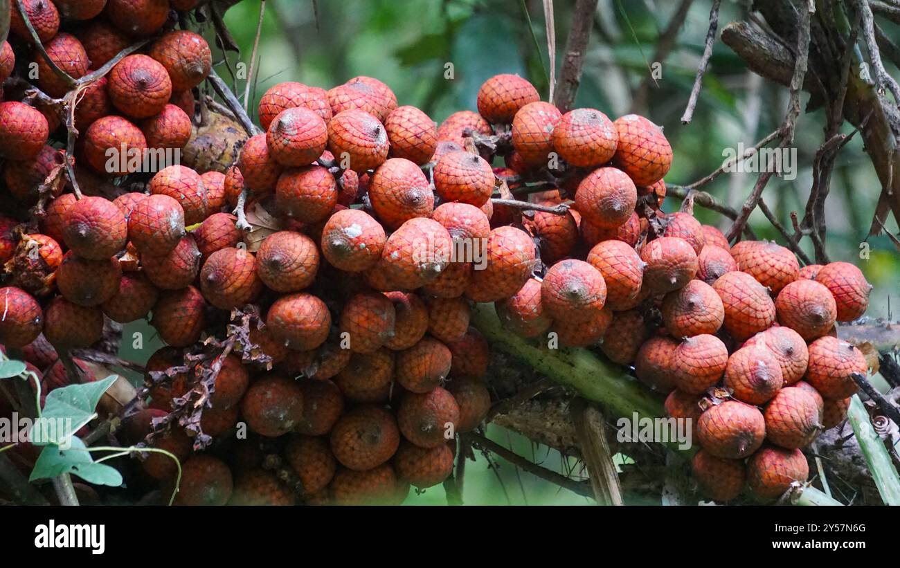 Rattan fruit (Manau, hoe, jernang, buah ular, Littuko) on the tree. The ...