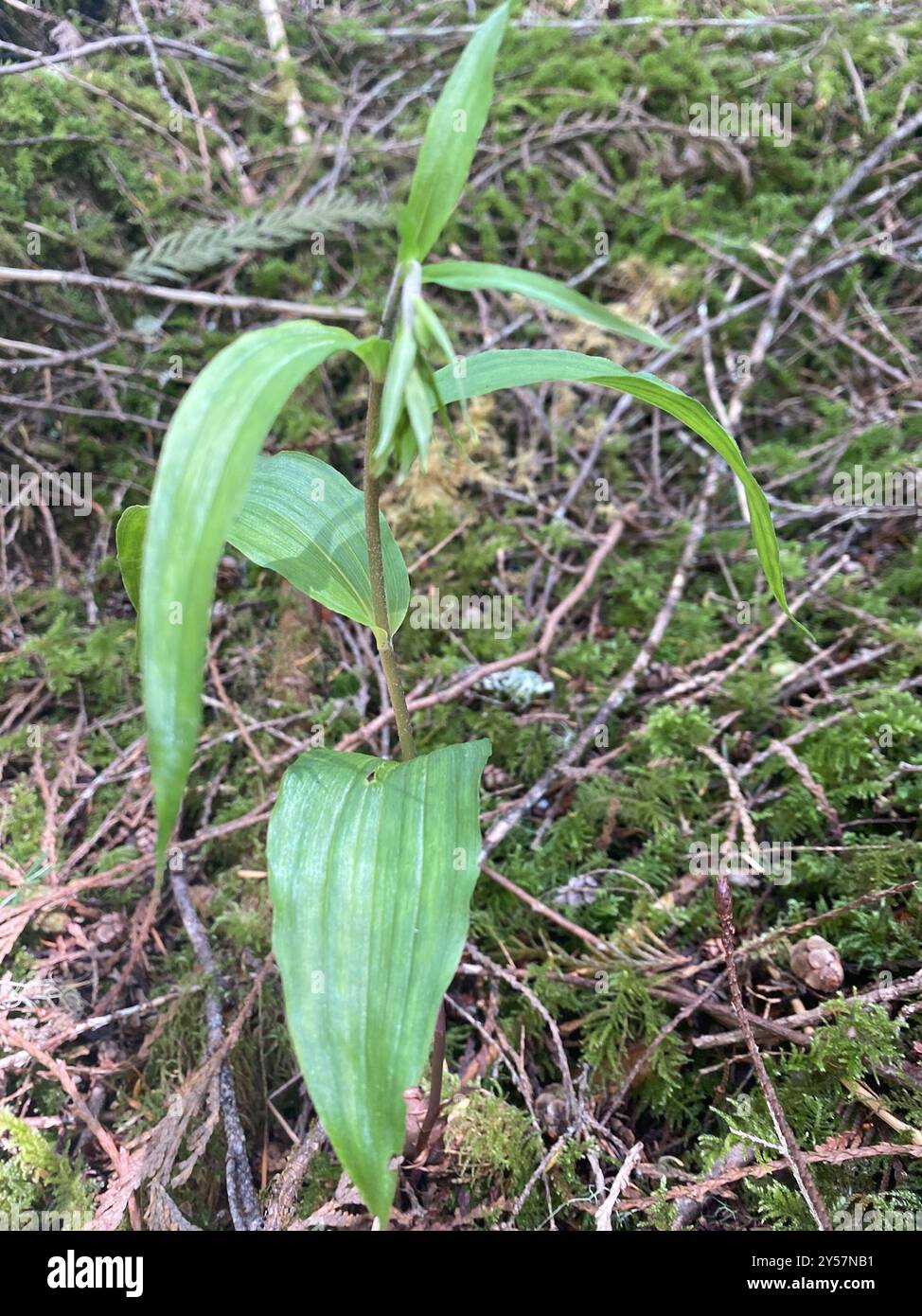 Broad-leaved helleborine (Epipactis helleborine) Plantae Stock Photo ...