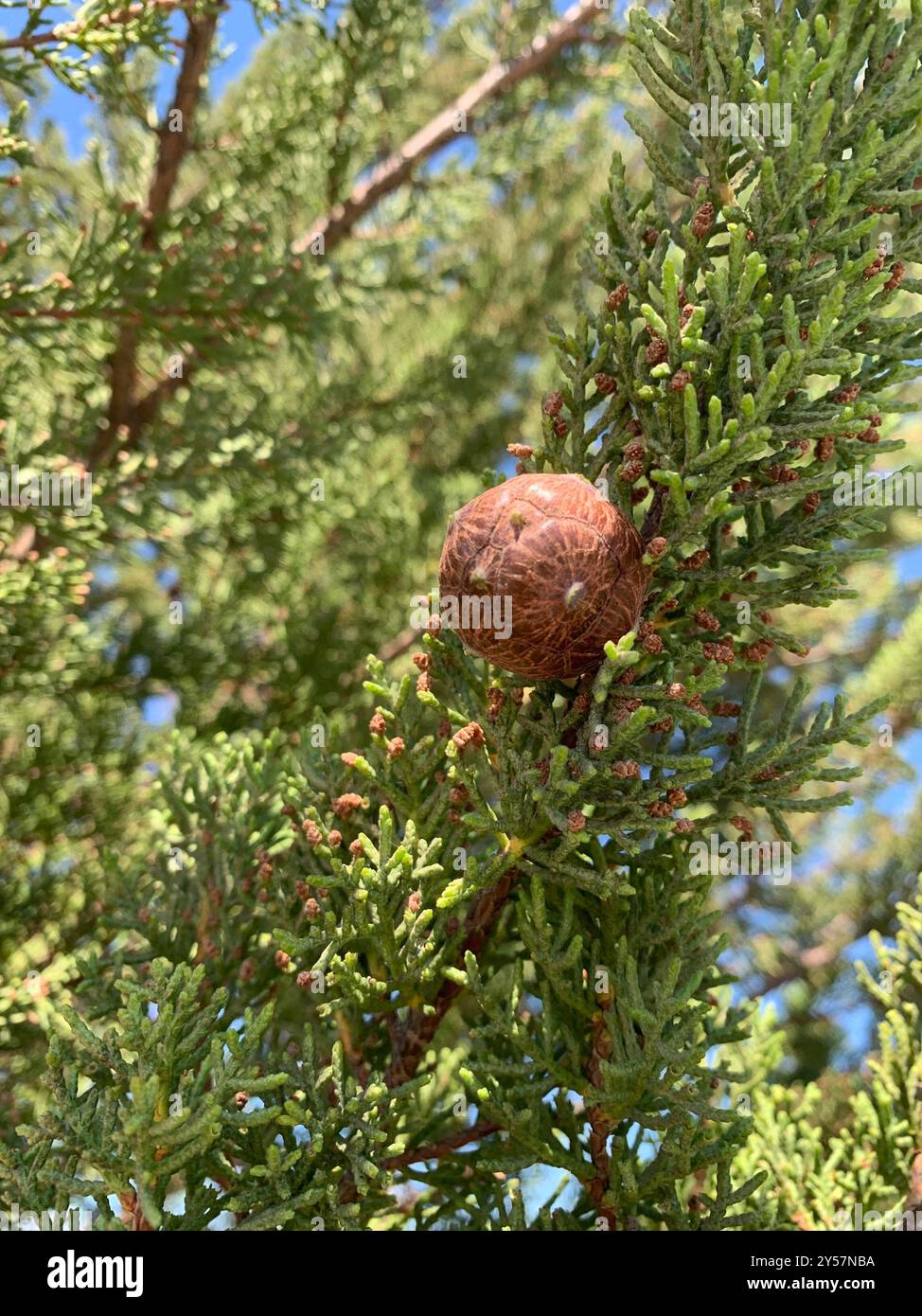 Monterey Cypress (Hesperocyparis macrocarpa) Plantae Stock Photo - Alamy