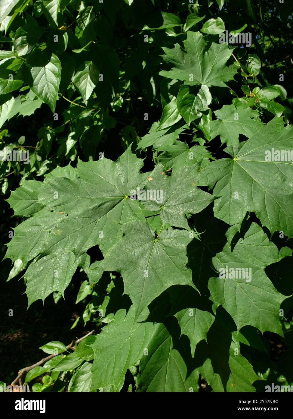 Norway maple (Acer platanoides) Plantae Stock Photo - Alamy