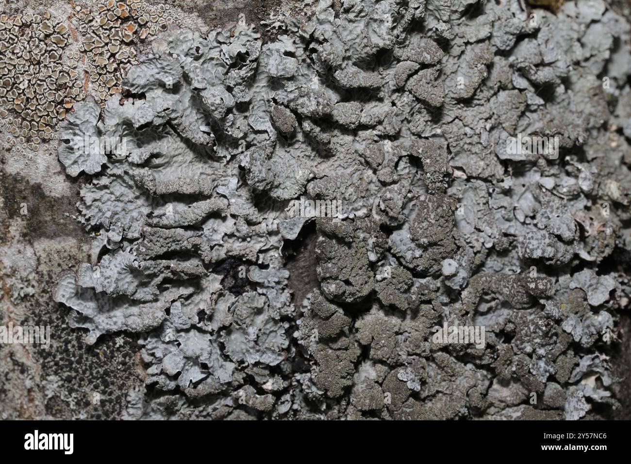 shield lichen (Parmelia sulcata) Fungi Stock Photo - Alamy