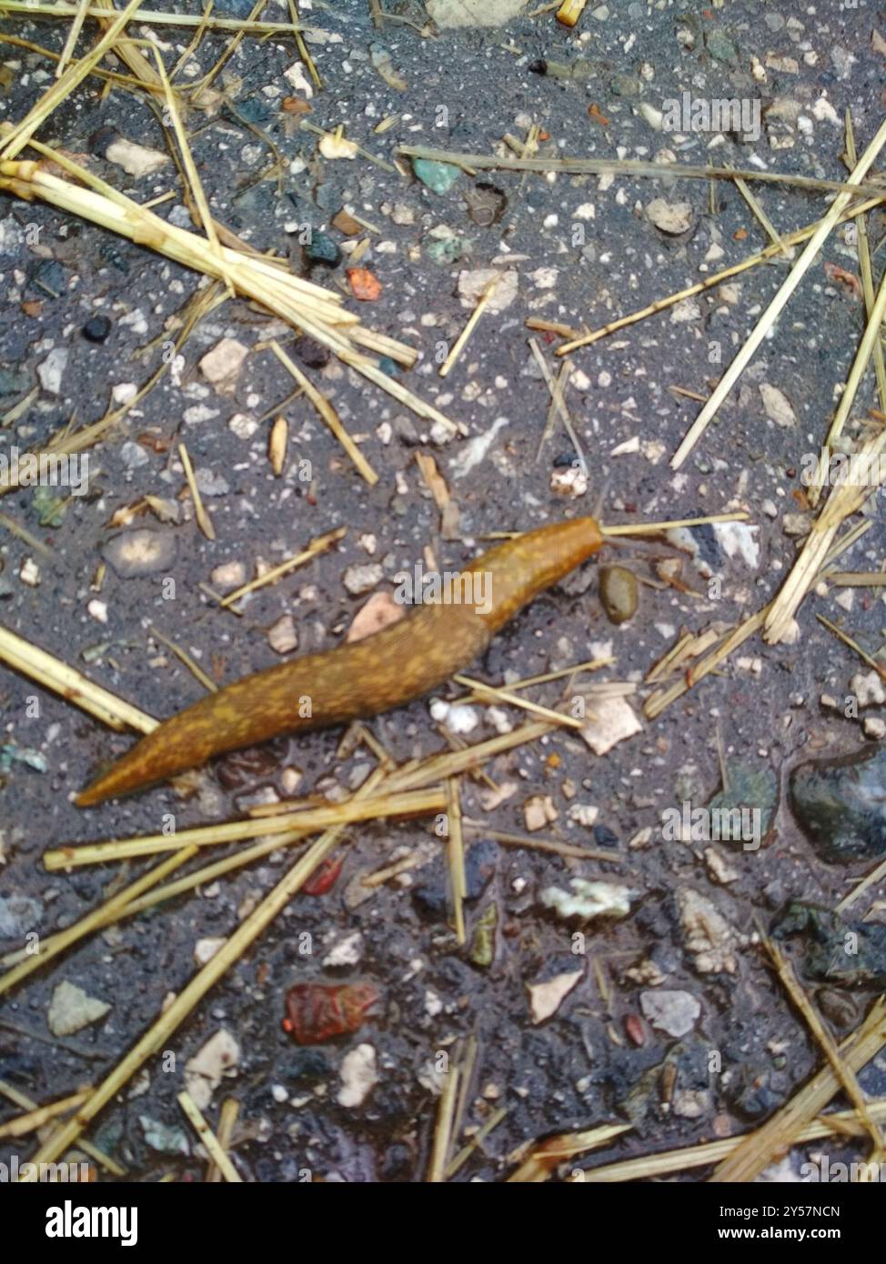 Yellow Cellar Slug (Limacus flavus) Mollusca Stock Photo - Alamy