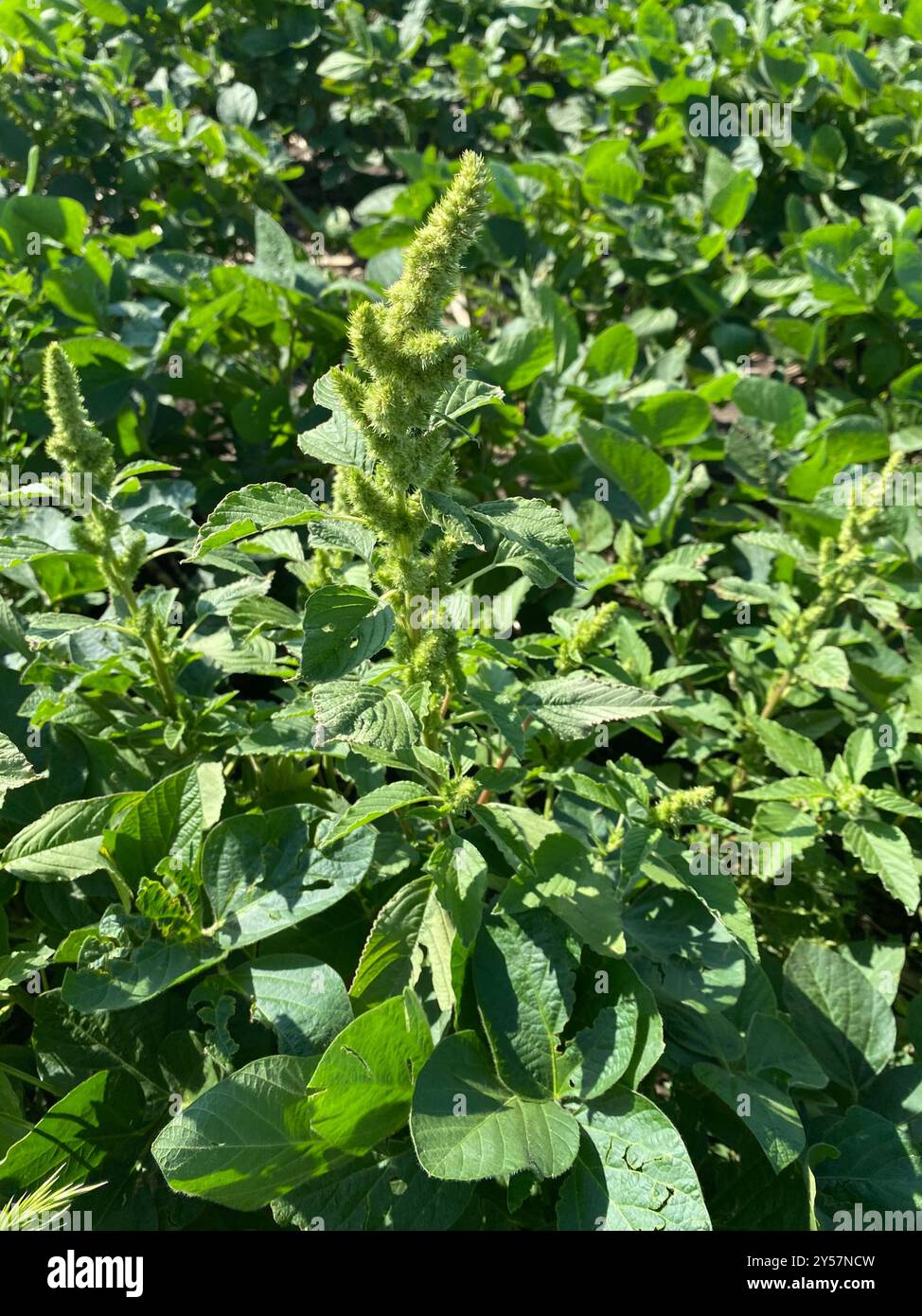 Redroot Amaranth (Amaranthus retroflexus) Plantae Stock Photo - Alamy