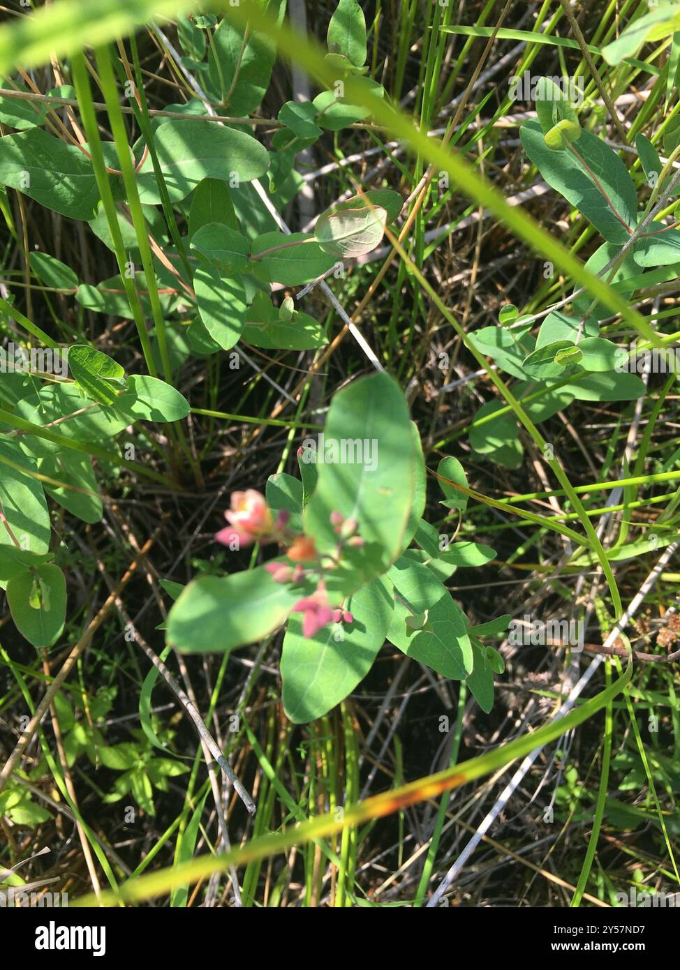 Fraser's marsh St. John's-wort (Hypericum fraseri) Plantae Stock Photo ...