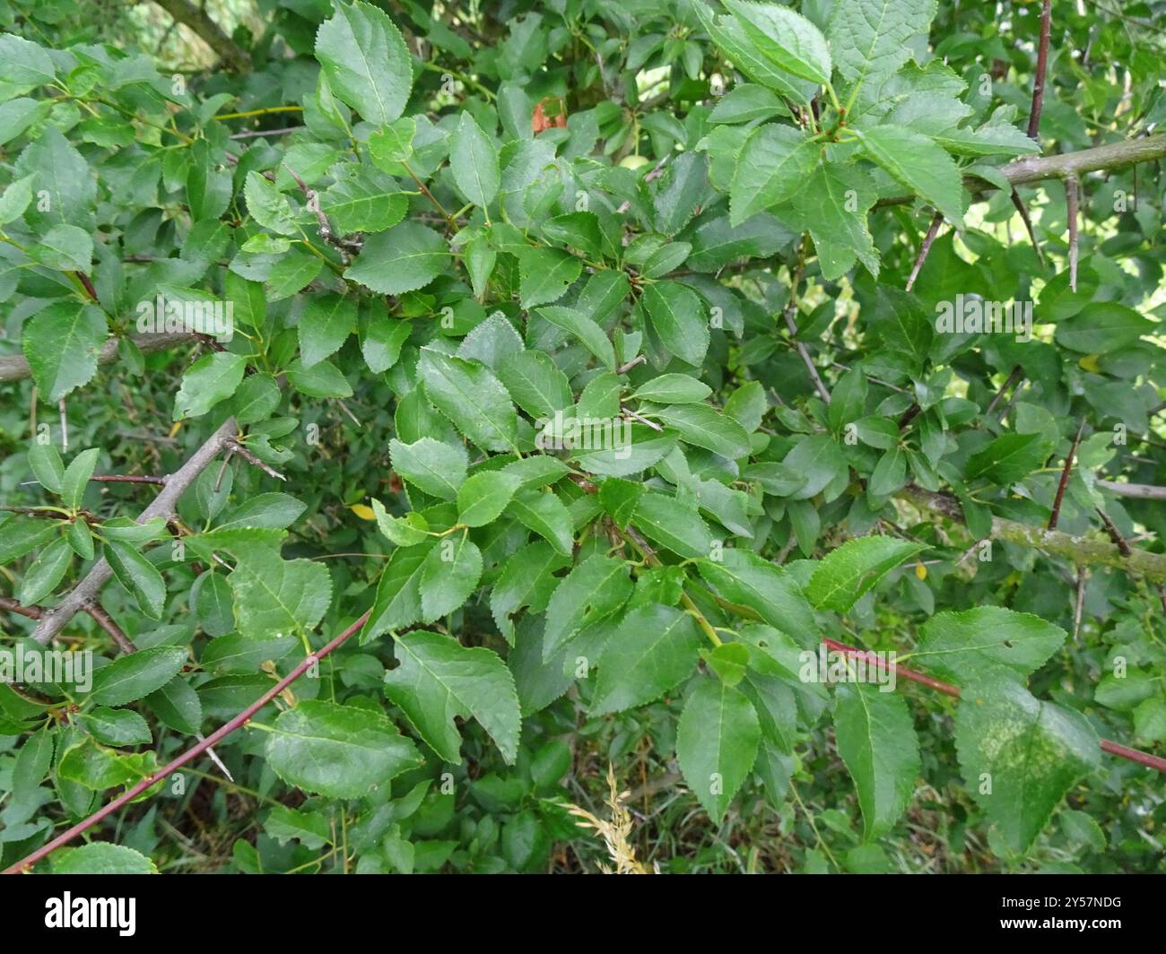 Old World Plums (Prunus) Plantae Stock Photo - Alamy