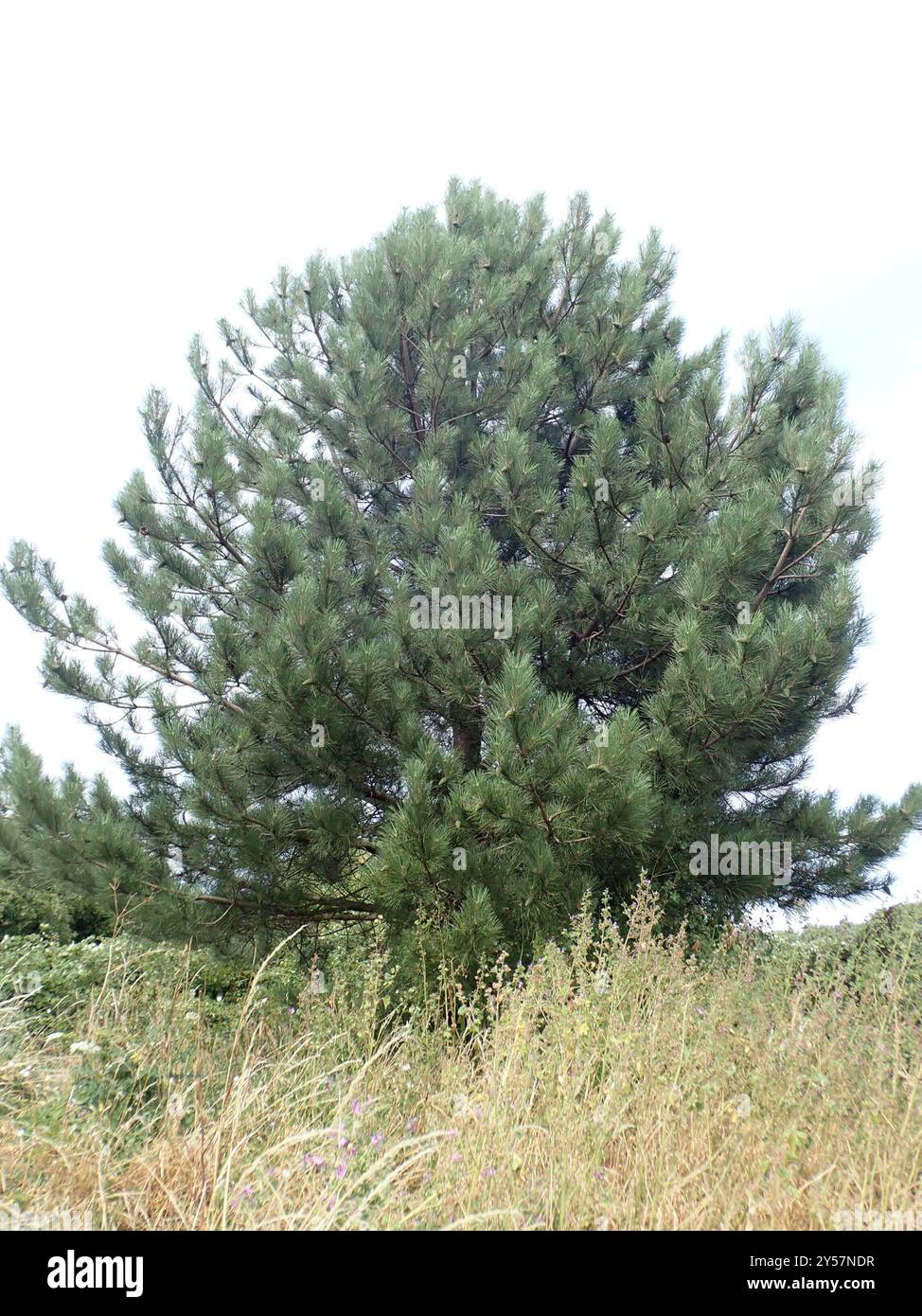 black pine (Pinus nigra) Plantae Stock Photo - Alamy
