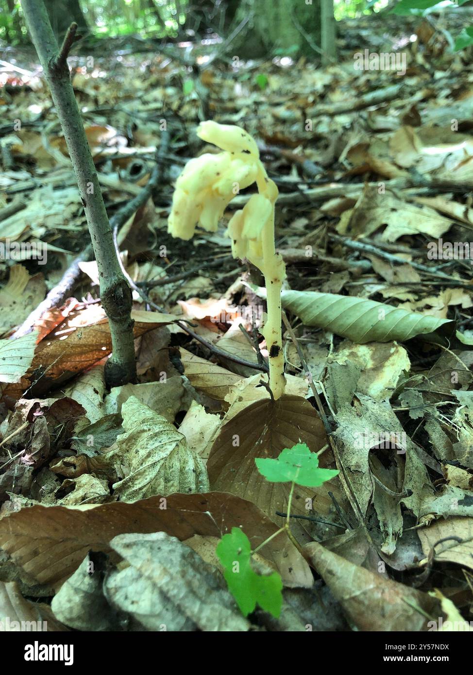 pinesap (Monotropa hypopitys) Plantae Stock Photo - Alamy