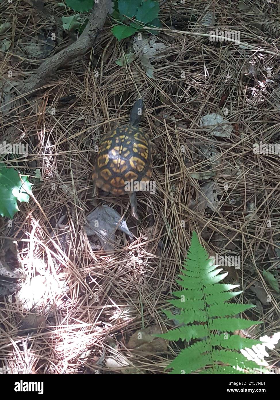 Eastern Box Turtle (Terrapene carolina carolina) Reptilia Stock Photo ...