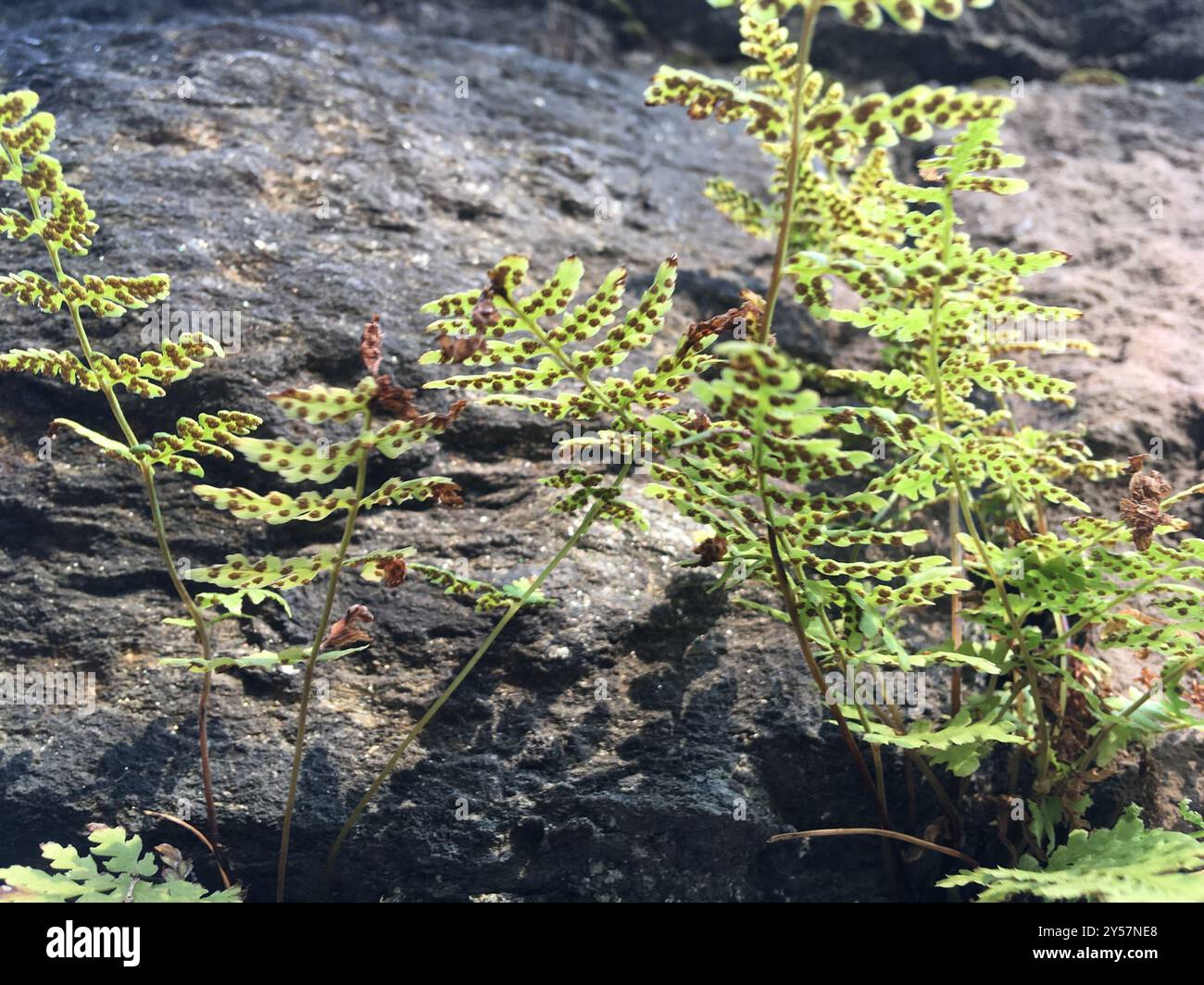 ferns (Polypodiopsida) Plantae Stock Photo - Alamy