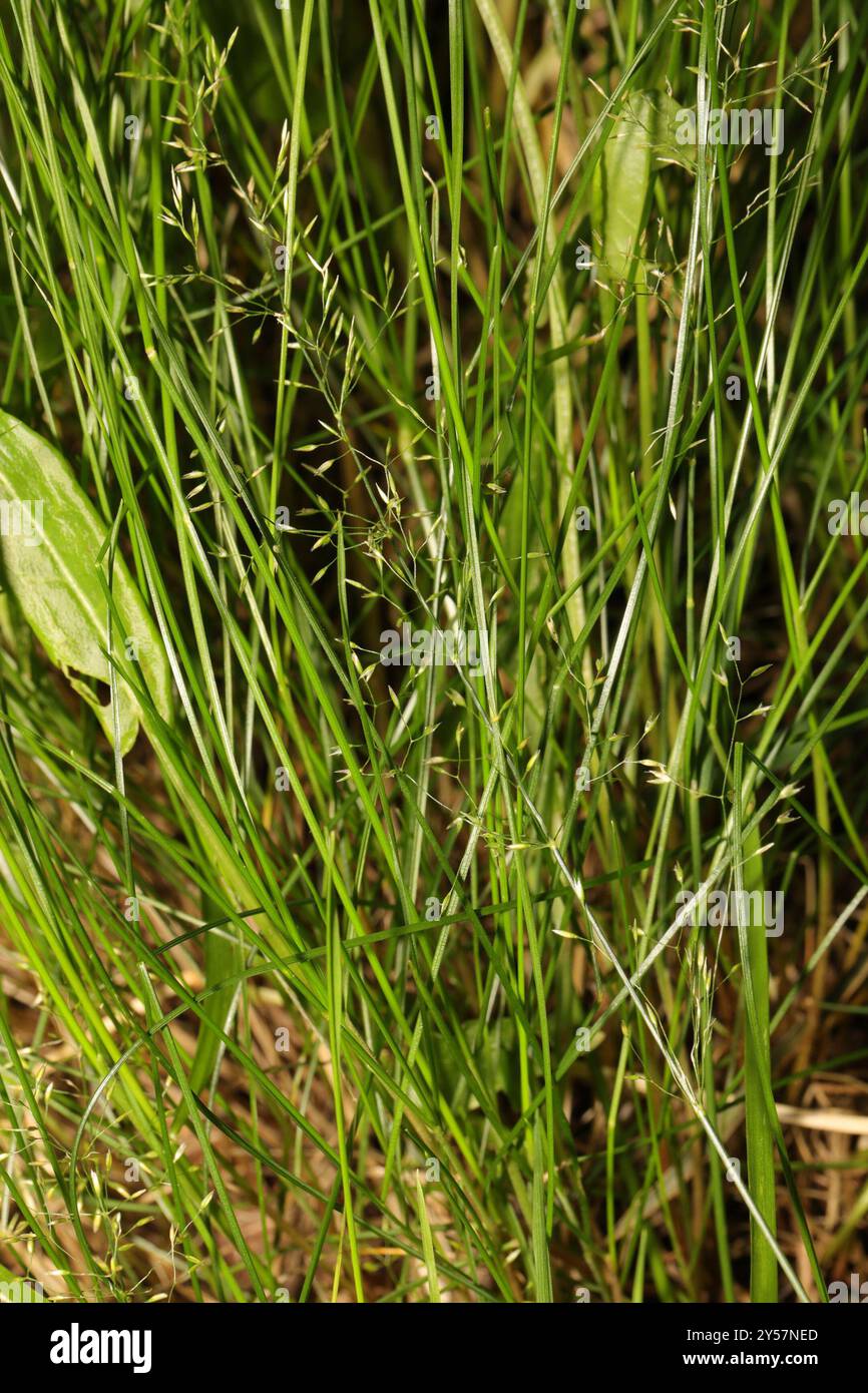 colonial bent (Agrostis capillaris) Plantae Stock Photo - Alamy
