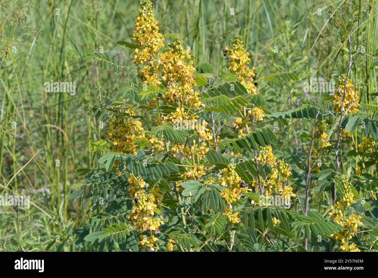 American senna (Senna hebecarpa) Plantae Stock Photo - Alamy