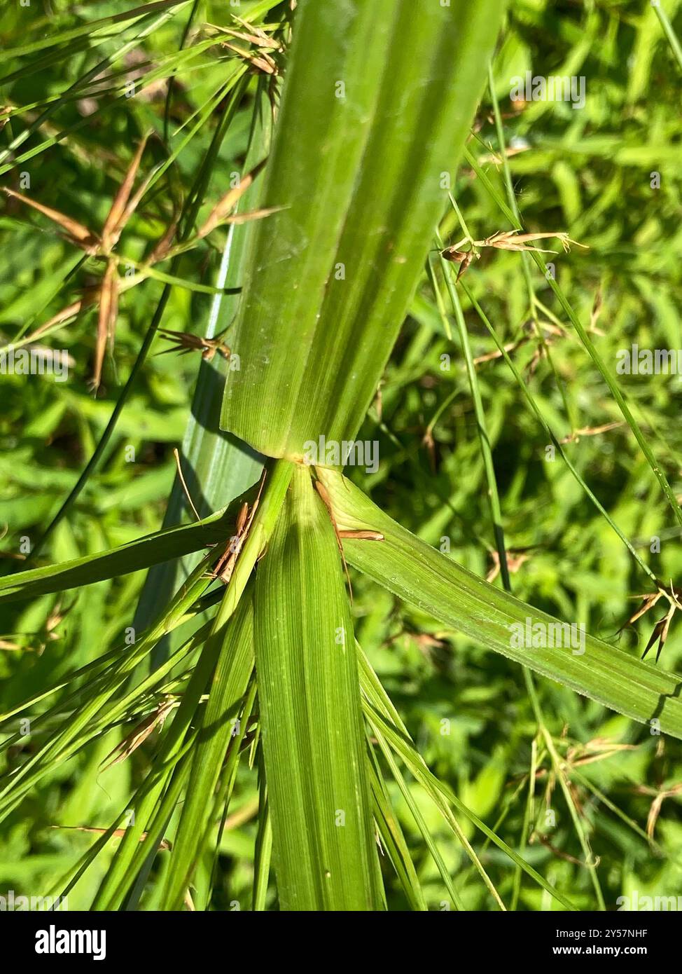 short-bristled horned beaksedge (Rhynchospora corniculata) Plantae ...