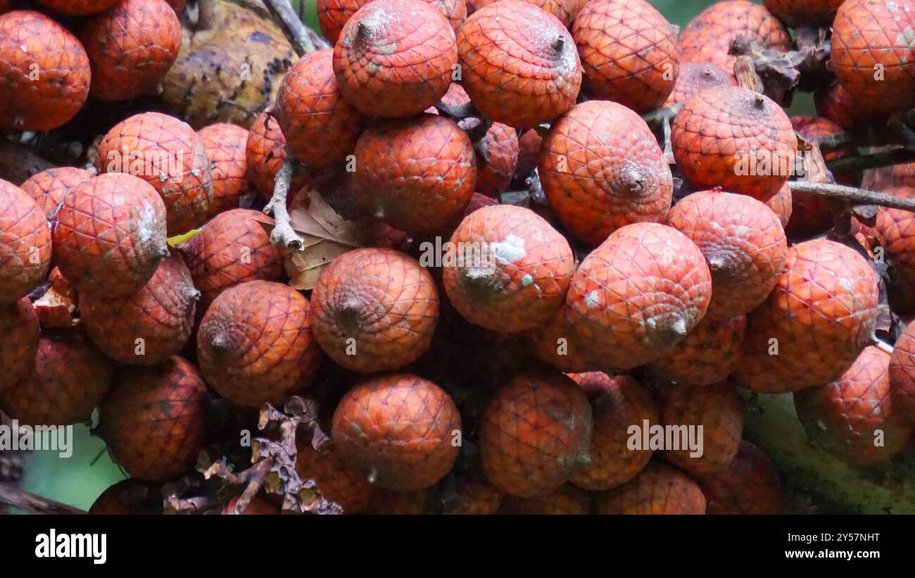 Rattan fruit (Manau, hoe, jernang, buah ular, Littuko) on the tree. The ...