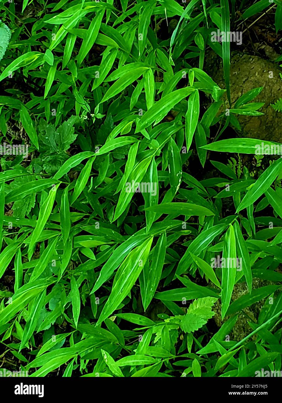 Japanese stiltgrass (Microstegium vimineum) Plantae Stock Photo - Alamy