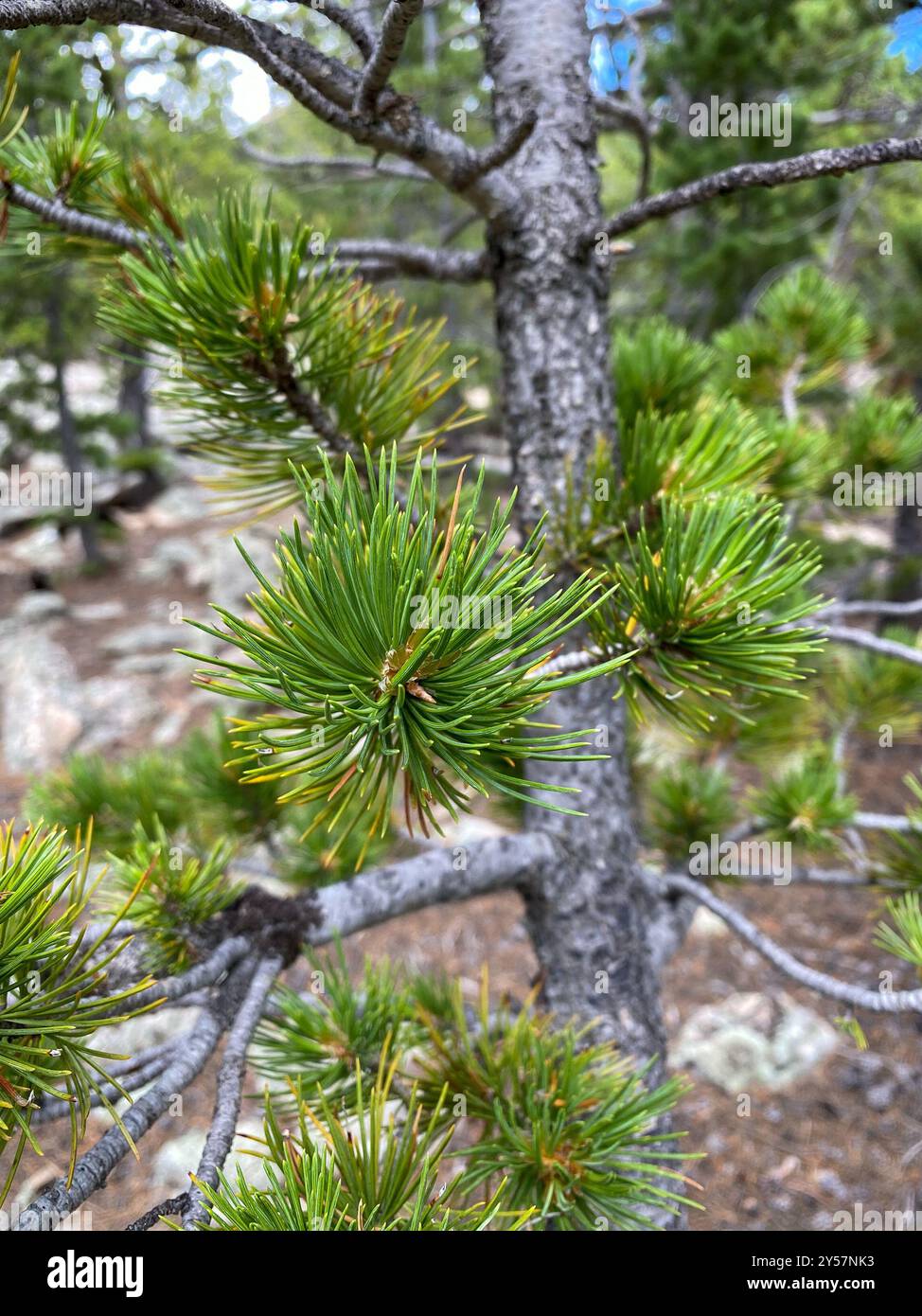 limber pine (Pinus flexilis) Plantae Stock Photo - Alamy