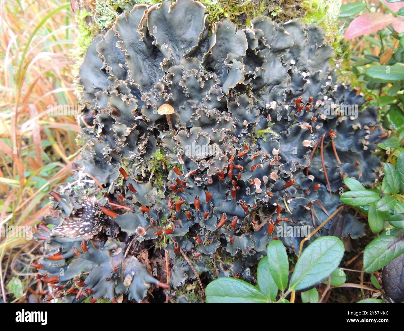 many-fruited pelt lichen (Peltigera polydactylon) Fungi Stock Photo - Alamy