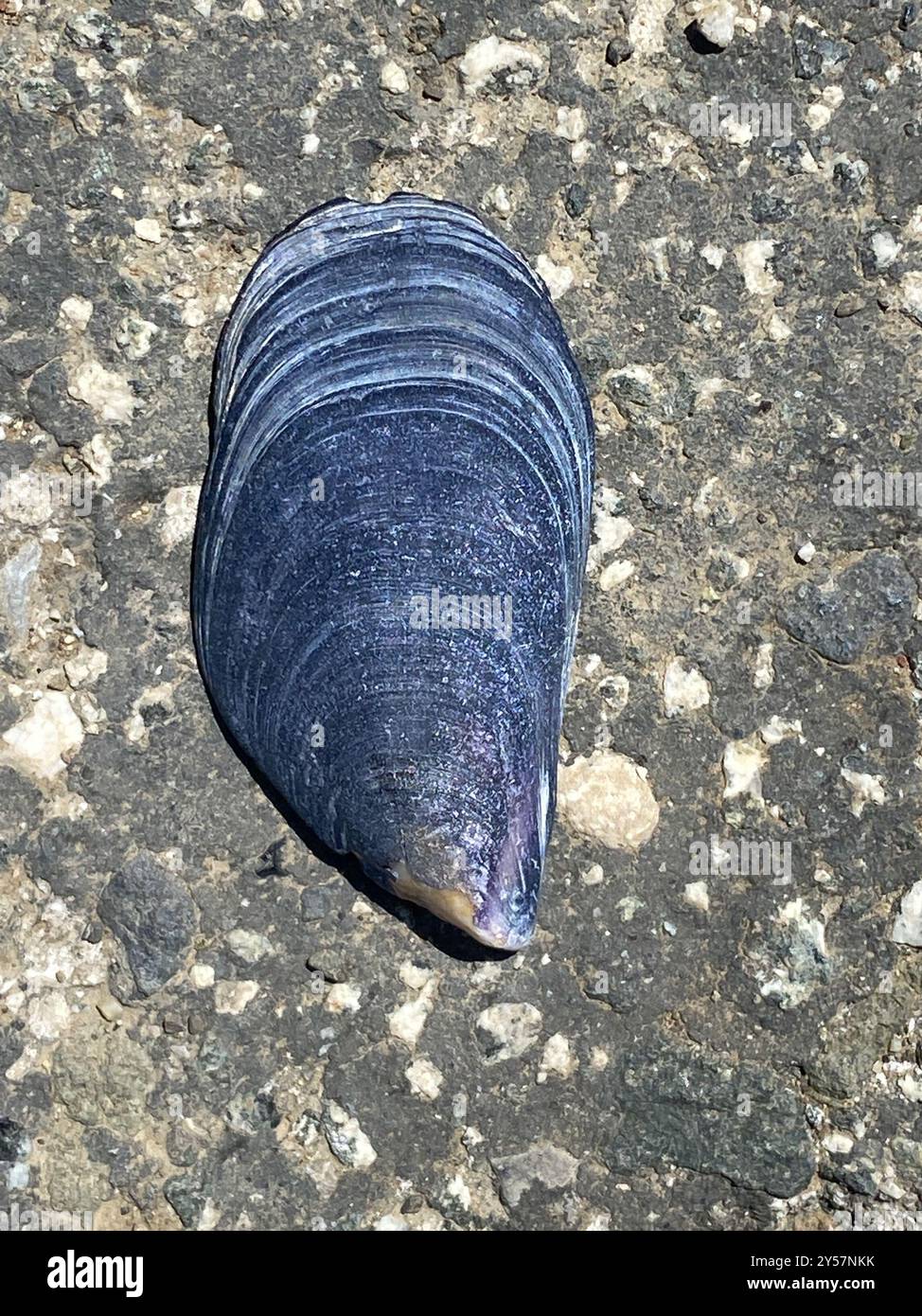Blue Mussel Complex (Mytilus edulis) Mollusca Stock Photo - Alamy