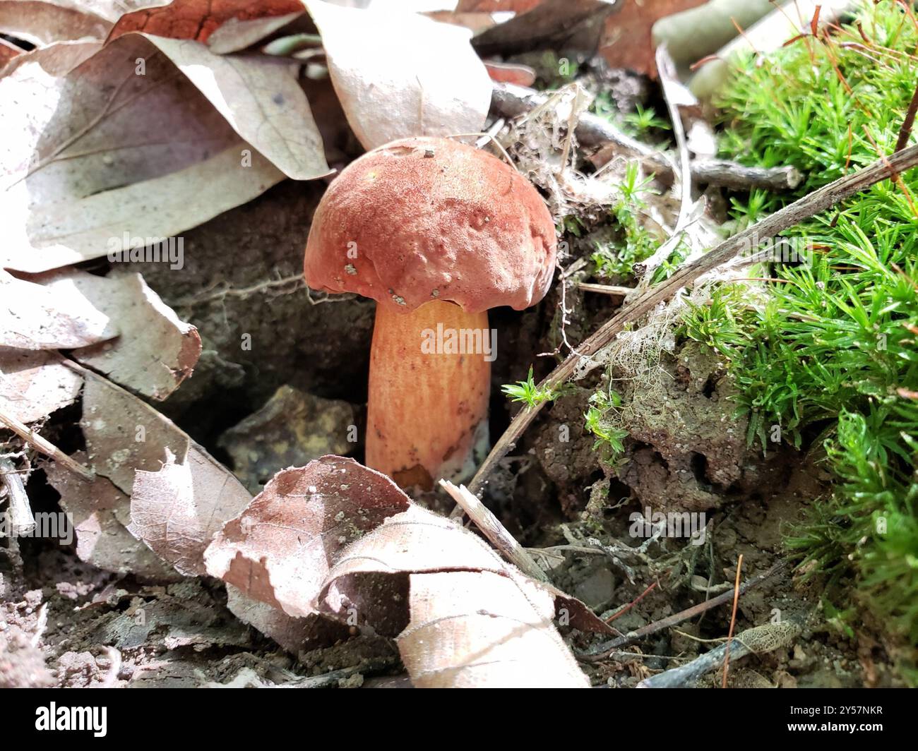 Red-mouth Bolete (Neoboletus subvelutipes) Fungi Stock Photo - Alamy