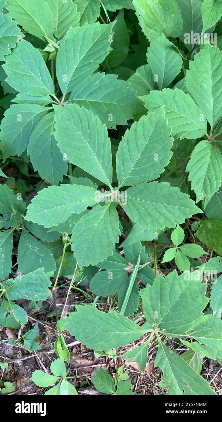 Virginia creeper (Parthenocissus quinquefolia) Plantae Stock Photo - Alamy