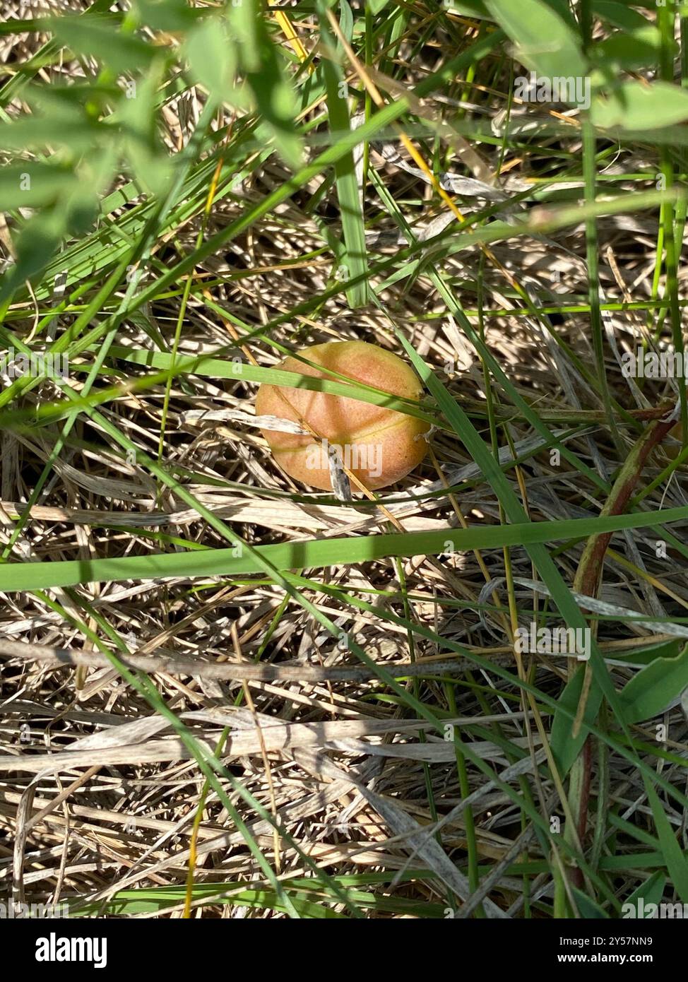 Ground-plum (Astragalus crassicarpus) Plantae Stock Photo - Alamy