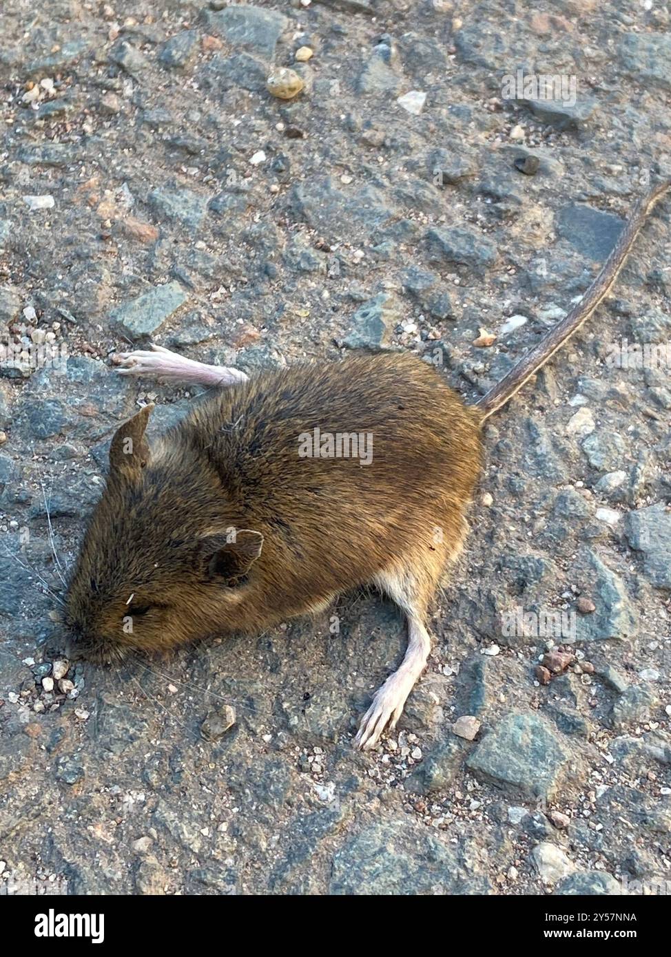 European Wood Mouse (Apodemus sylvaticus) Mammalia Stock Photo - Alamy