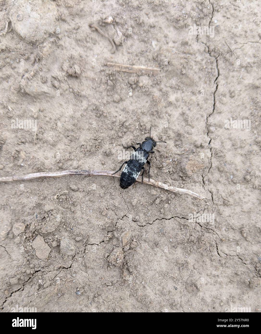 hairy rove beetle (Creophilus maxillosus) Insecta Stock Photo - Alamy