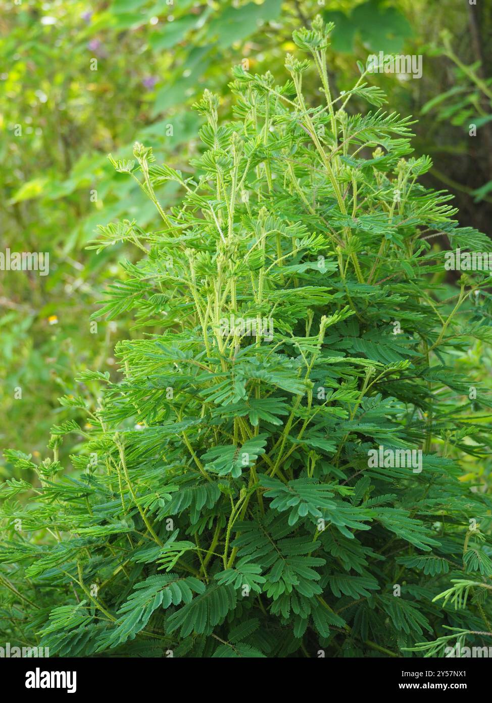 giant false sensitive plant (Mimosa diplotricha) Plantae Stock Photo ...