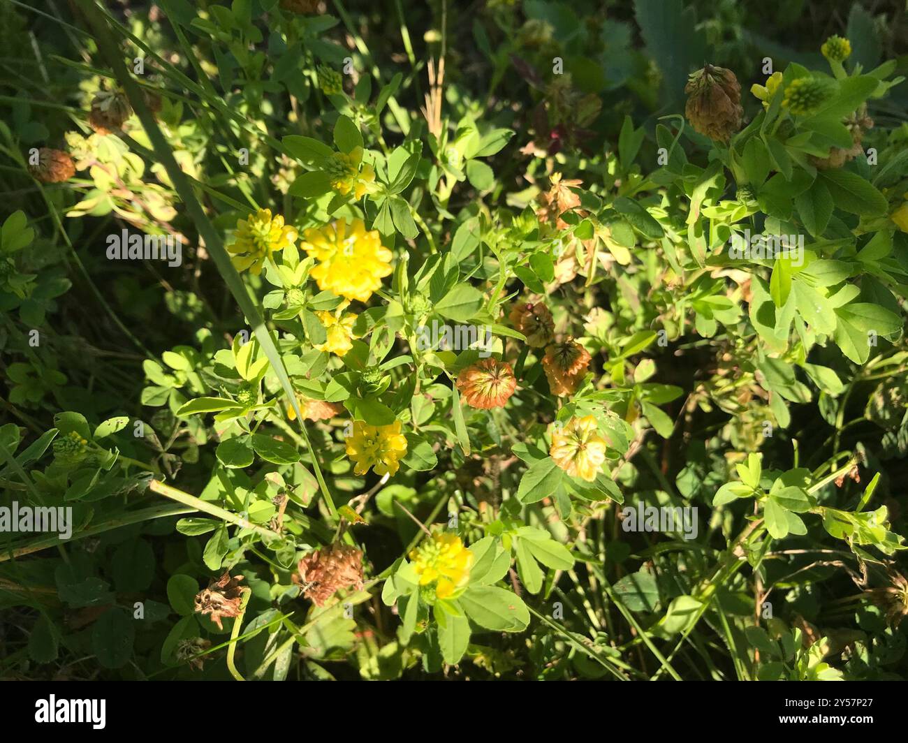 large hop clover (Trifolium aureum) Plantae Stock Photo - Alamy