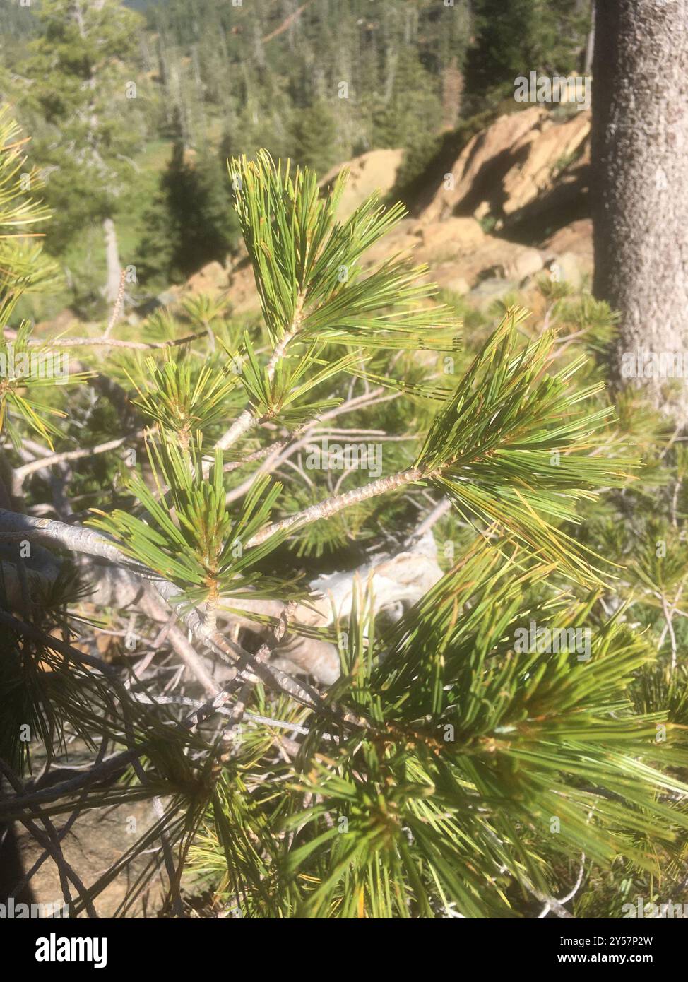 western white pine (Pinus monticola) Plantae Stock Photo - Alamy